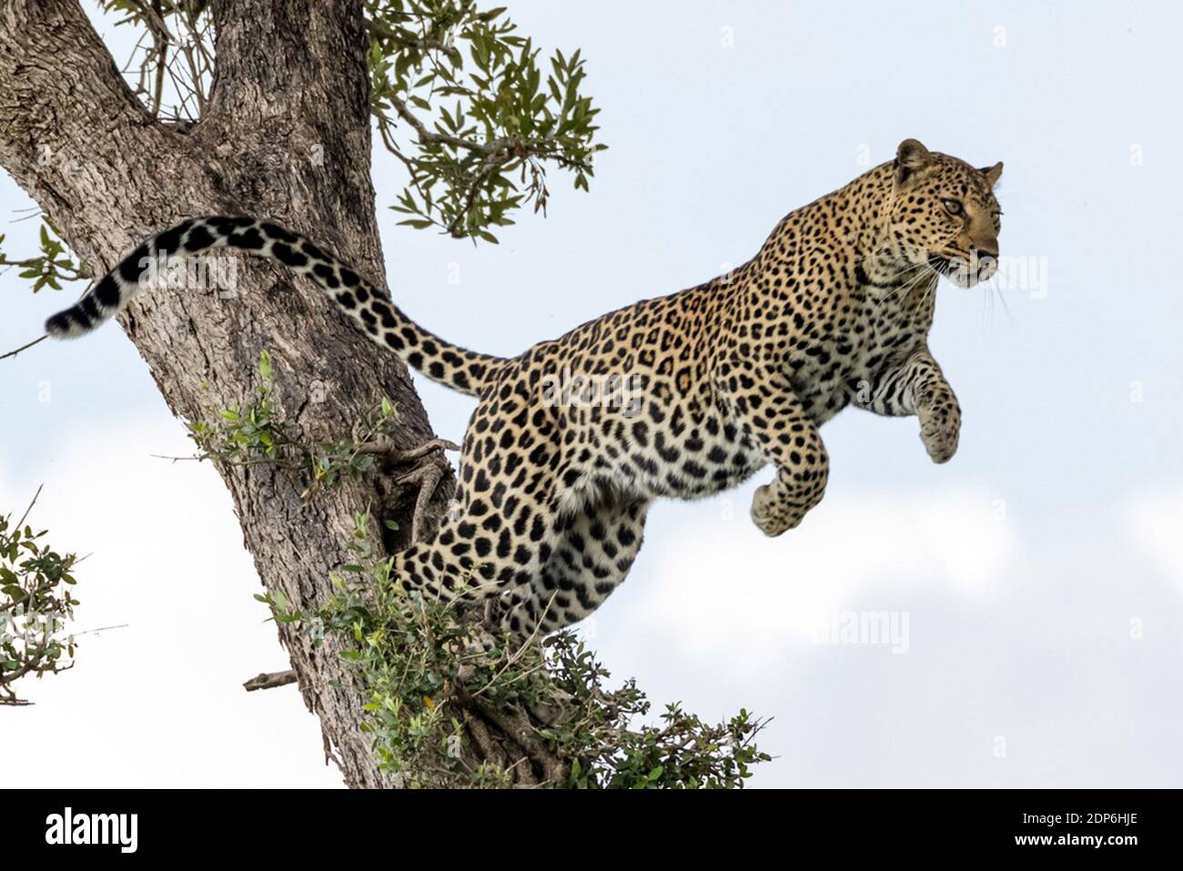 Springender Leopard Stockfotos und -bilder Kaufen - Alamy