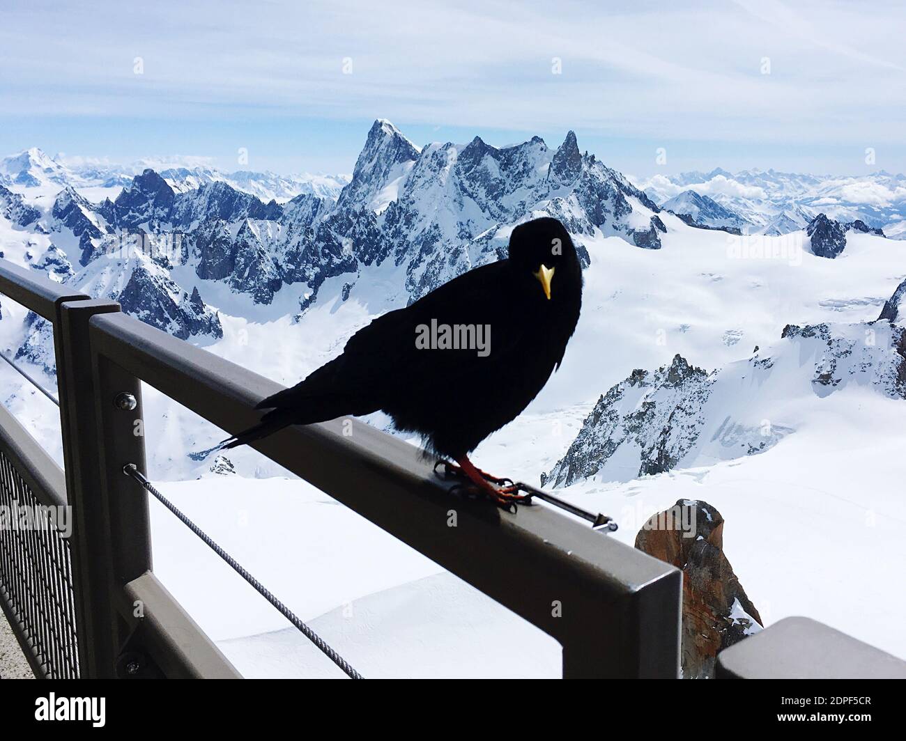 Krähe auf weißem geländer -Fotos und -Bildmaterial in hoher Auflösung ...