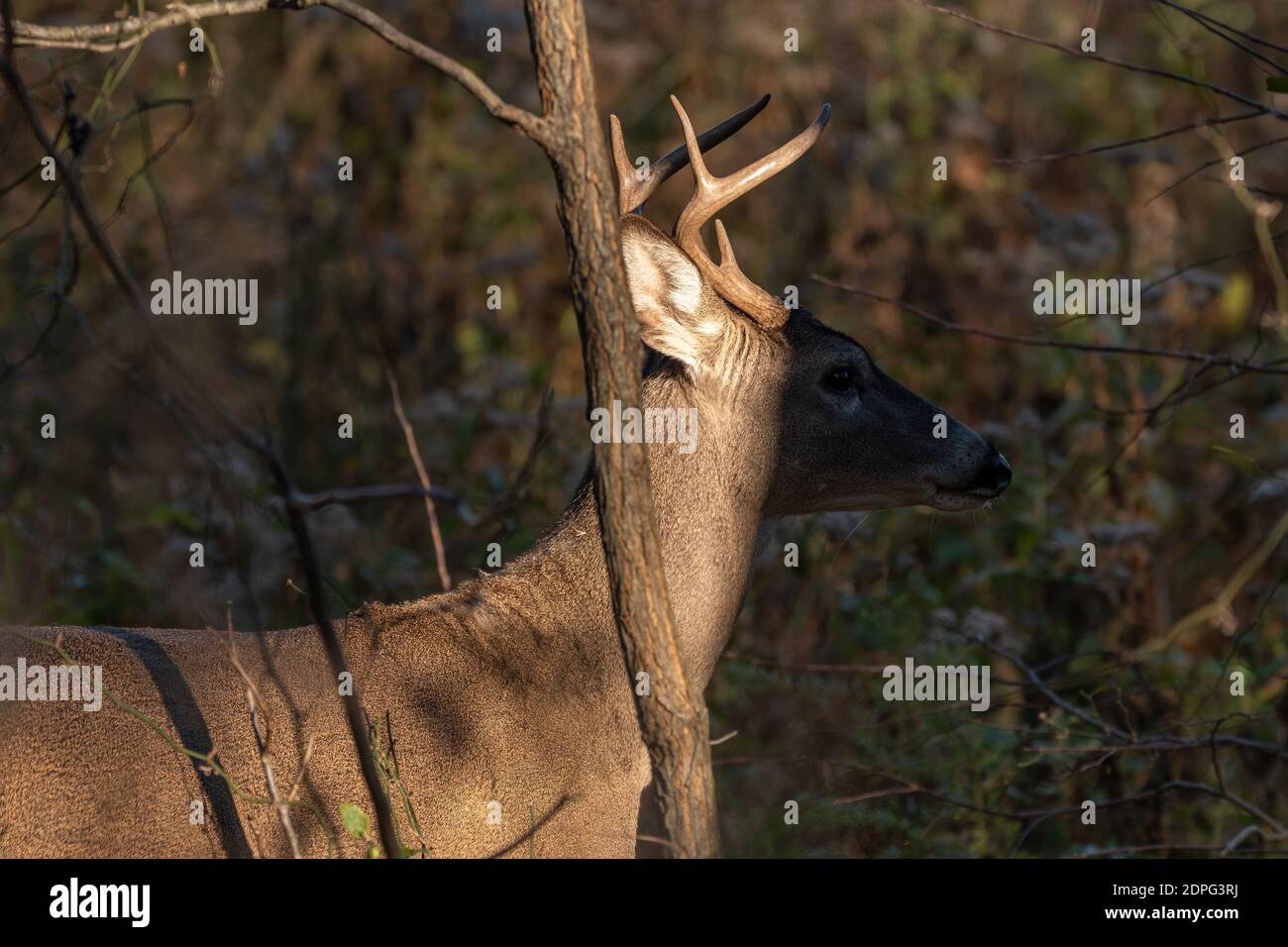 Hirsch profil -Fotos und -Bildmaterial in hoher Auflösung – Alamy