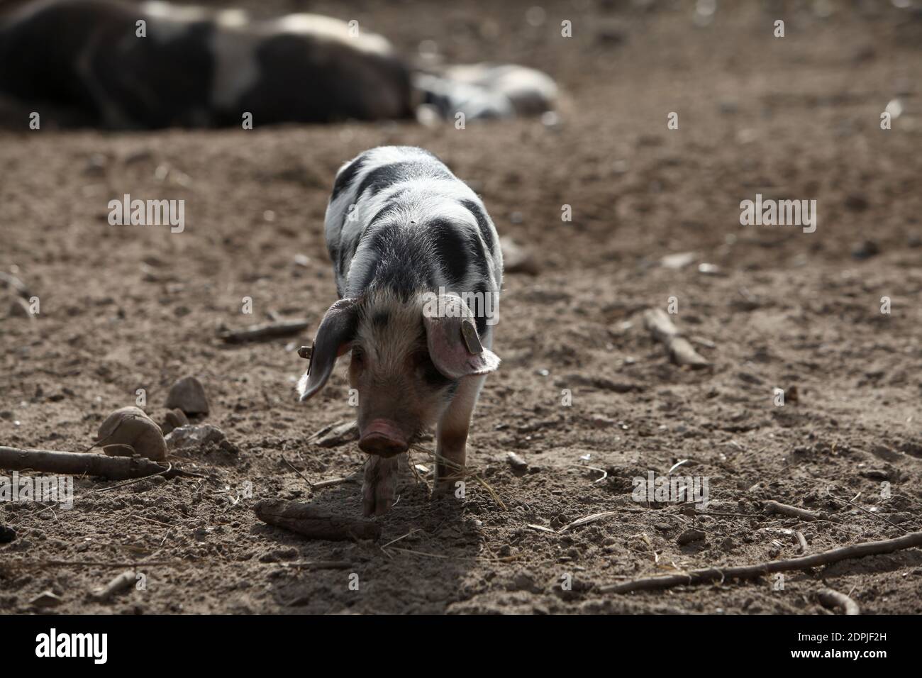 Ferkel im dreck -Fotos und -Bildmaterial in hoher Auflösung – Alamy