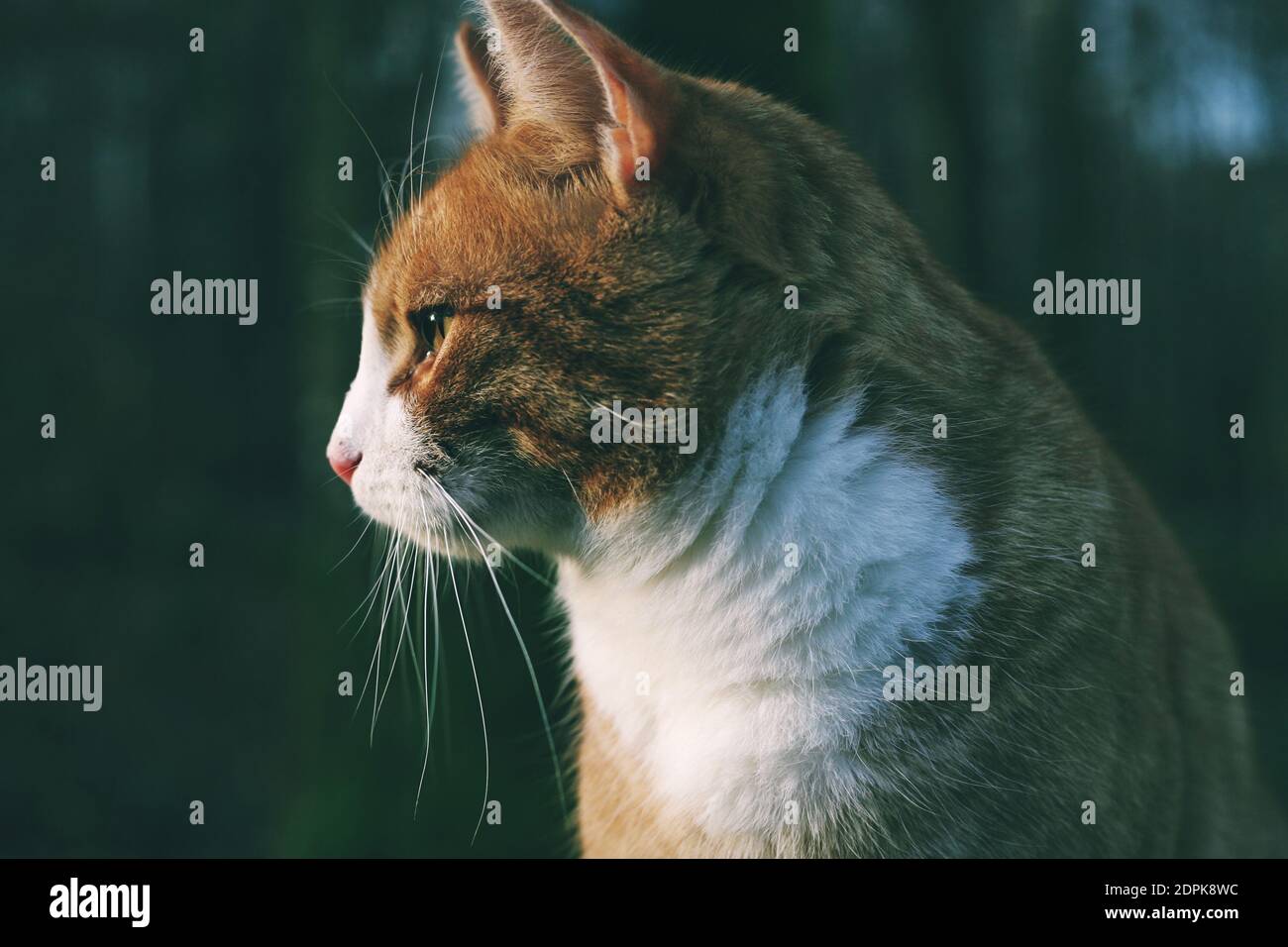 Katze im profil -Fotos und -Bildmaterial in hoher Auflösung – Alamy