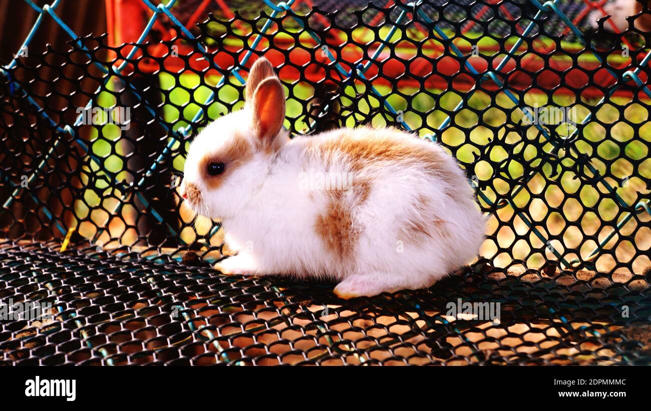 Käfig ball -Fotos und -Bildmaterial in hoher Auflösung – Alamy