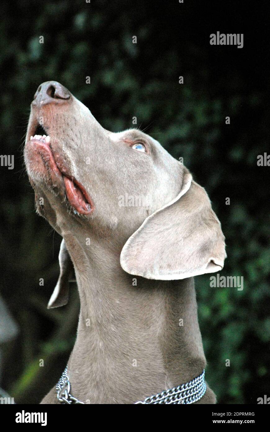 Tier witze -Fotos und -Bildmaterial in hoher Auflösung – Alamy