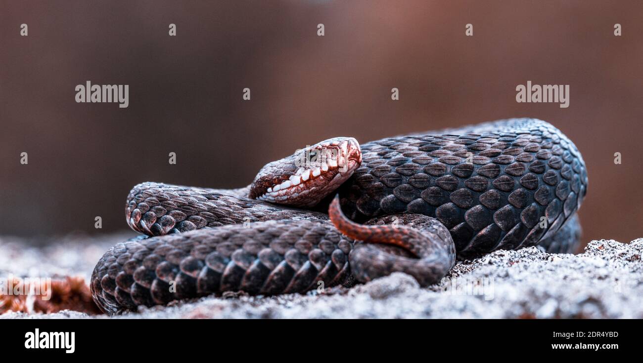 Adder warning sign -Fotos und -Bildmaterial in hoher Auflösung – Alamy