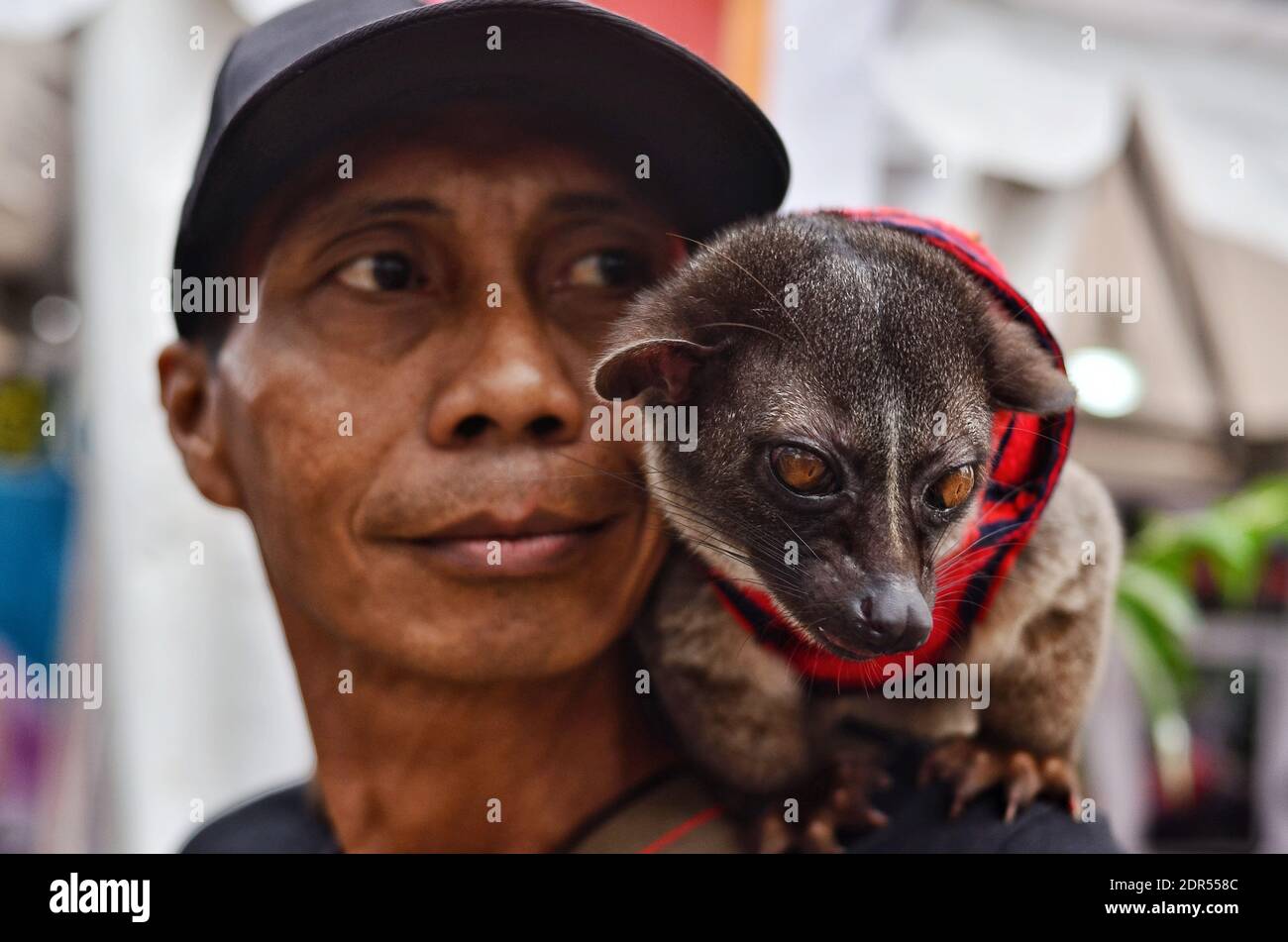 Hut tiergesicht -Fotos und -Bildmaterial in hoher Auflösung – Alamy