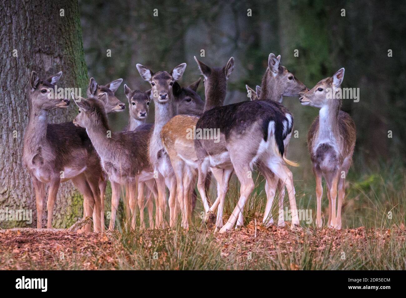 Damwild Mit Wald Stockfotos und -bilder Kaufen - Alamy