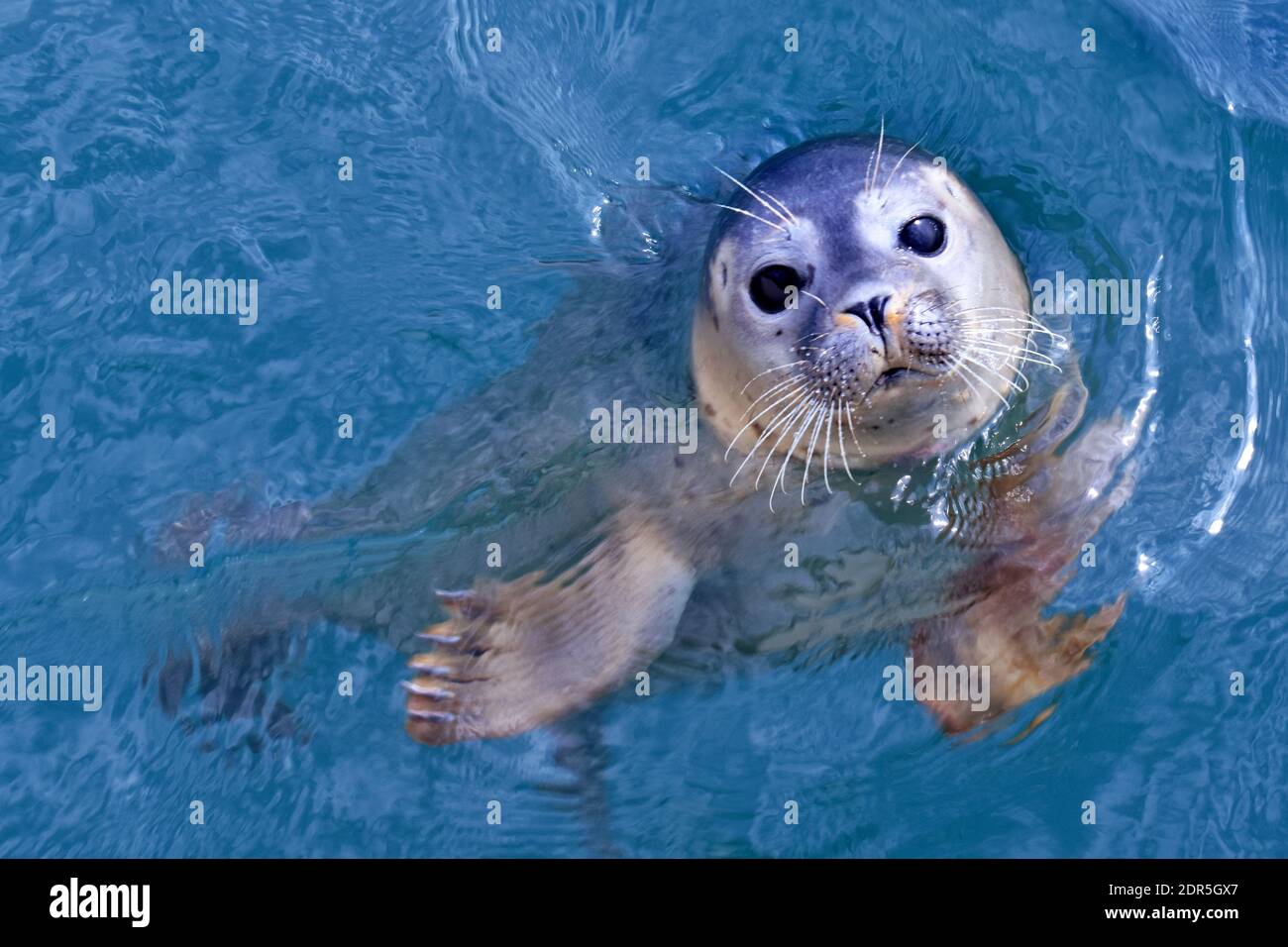 Versiegeln in wasser Stockfotos und -bilder Kaufen - Alamy