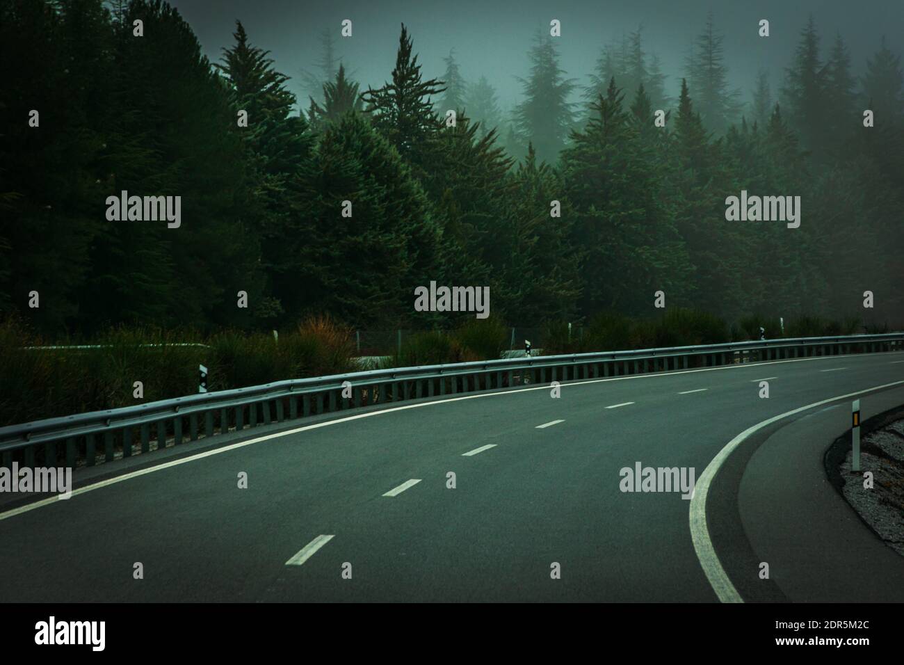 Leere, kurvige Autobahn mit Tannen an einem nebligen Morgen gesäumt ...