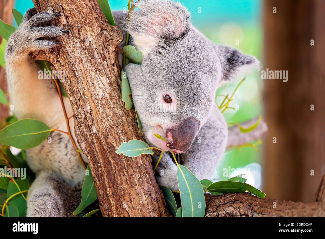 Nahaufnahme Eukalyptus Stockfotos und -bilder Kaufen - Alamy