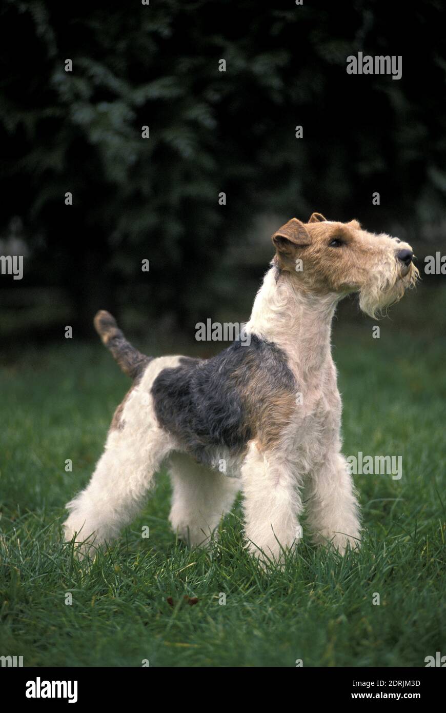 Wire haired fox terrier adult standing -Fotos und -Bildmaterial in ...