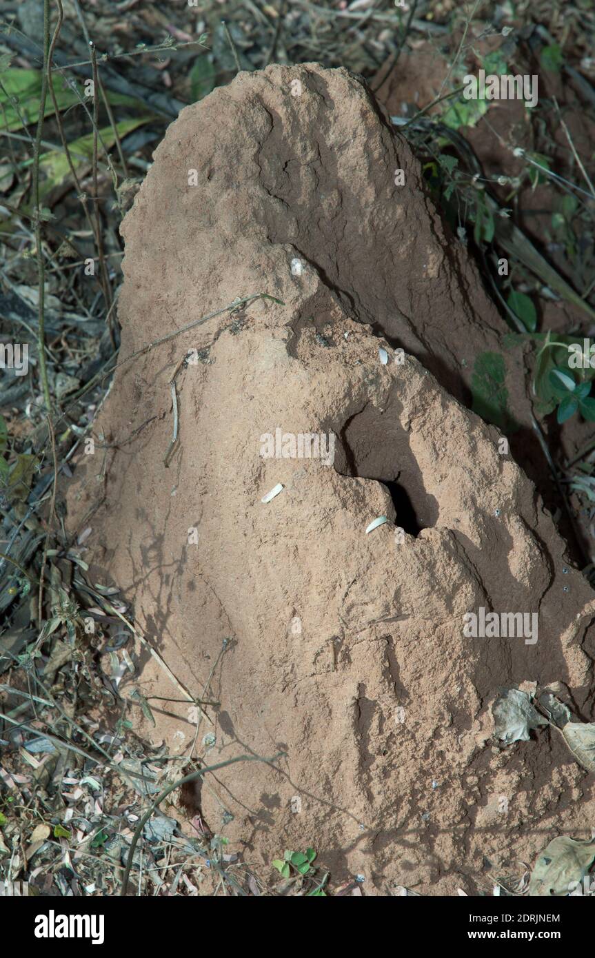 Nester Der Termiten Stockfotos und -bilder Kaufen - Alamy