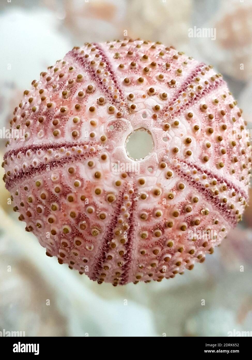 Wissenschaft shell skelett -Fotos und -Bildmaterial in hoher Auflösung ...