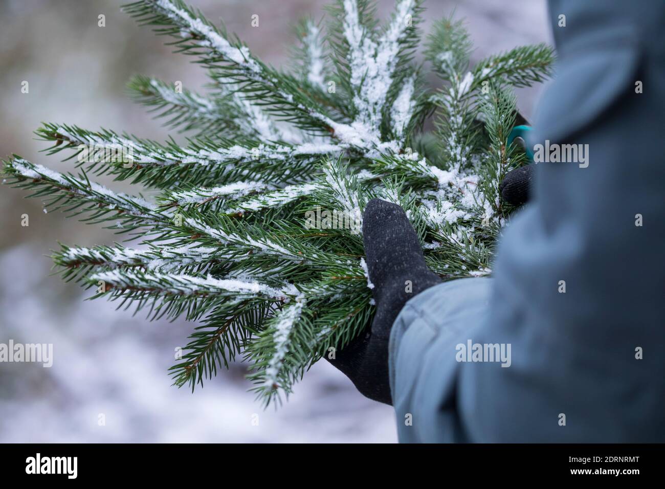 Fichtenzweige-sammeln, Fichtennadel-Ernte, Fichtenernte, Kräuterernte ...
