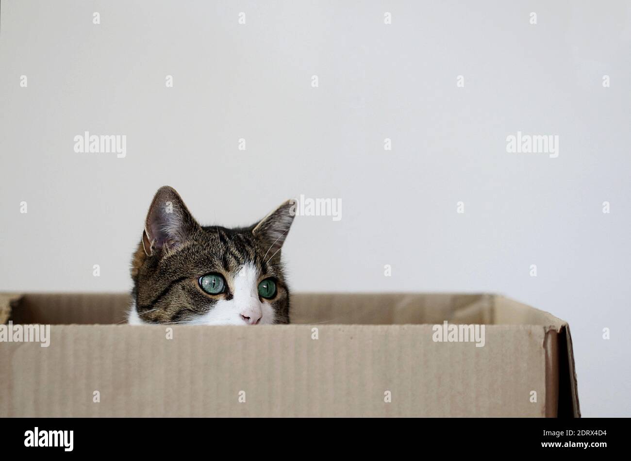 Katze im karton -Fotos und -Bildmaterial in hoher Auflösung – Alamy