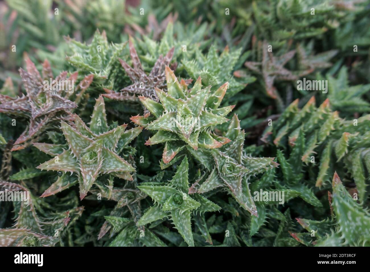 Aloe juvenna pflanze -Fotos und -Bildmaterial in hoher Auflösung – Alamy