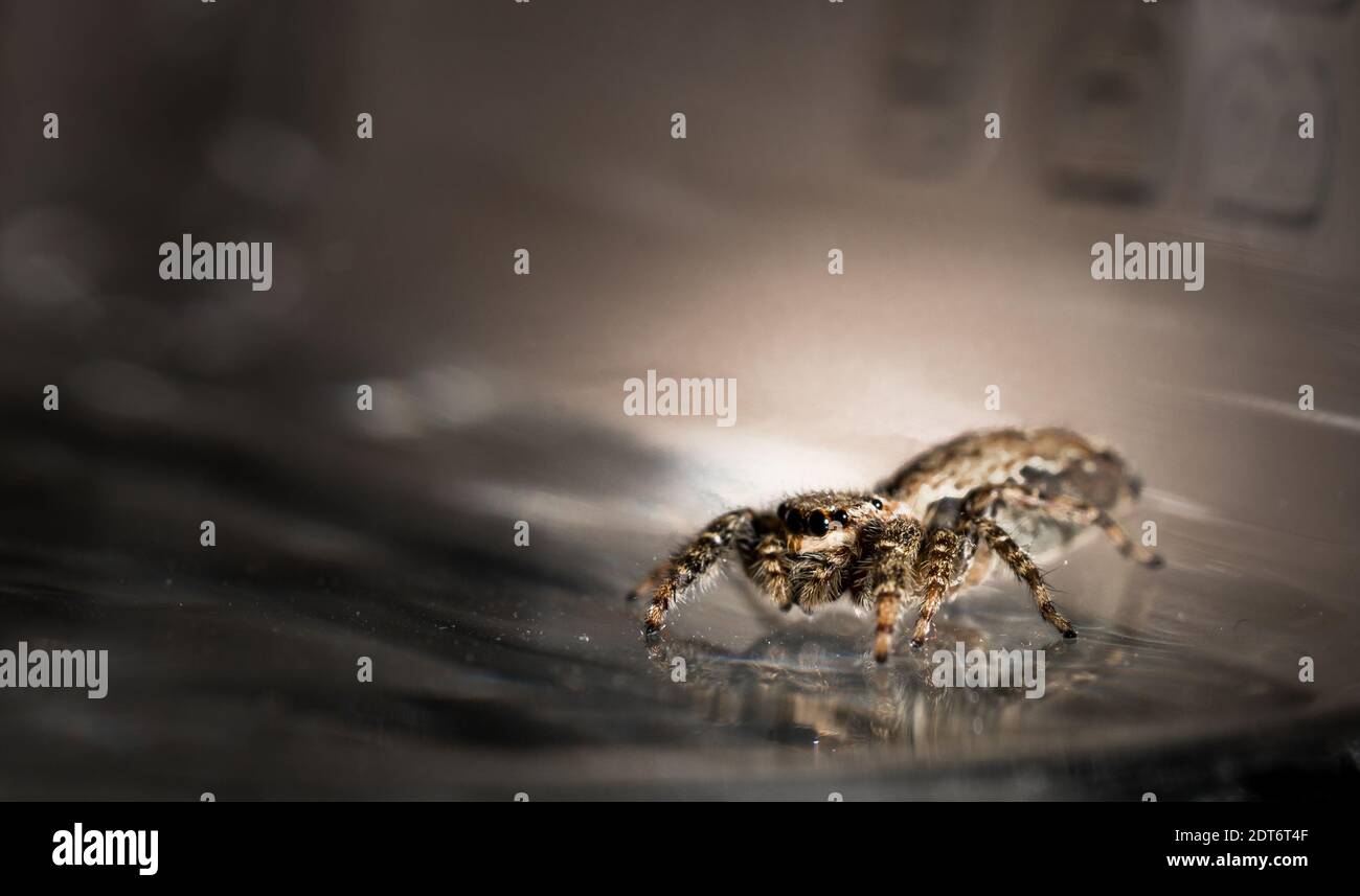 Springende Spinne In Der Natur Stockfotos und -bilder Kaufen - Alamy