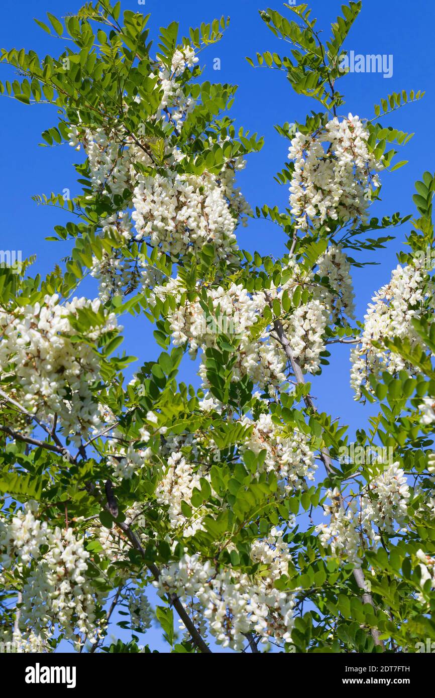 Robinie pseudoacacia baum Stockfotos und -bilder Kaufen - Seite 3 - Alamy