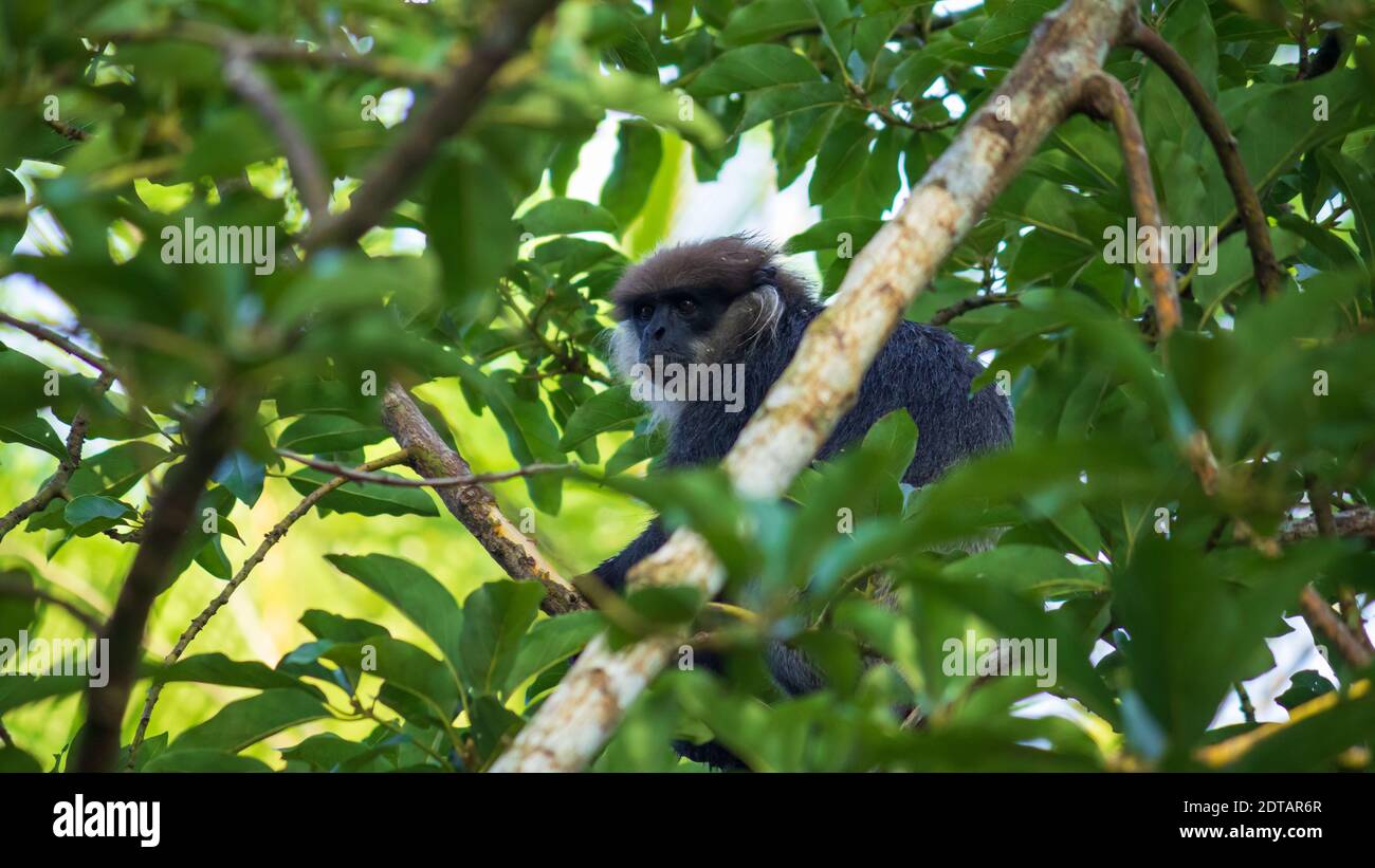 Ausdruck aussehen -Fotos und -Bildmaterial in hoher Auflösung – Alamy