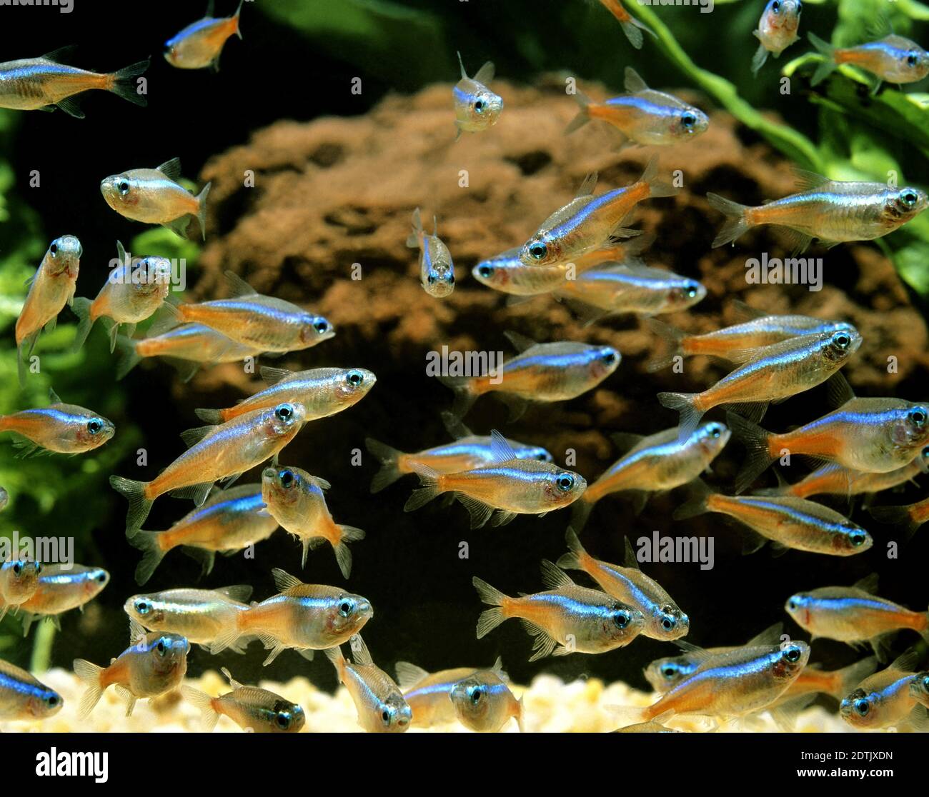 Neon tetra paracheirodon innesi -Fotos und -Bildmaterial in hoher ...