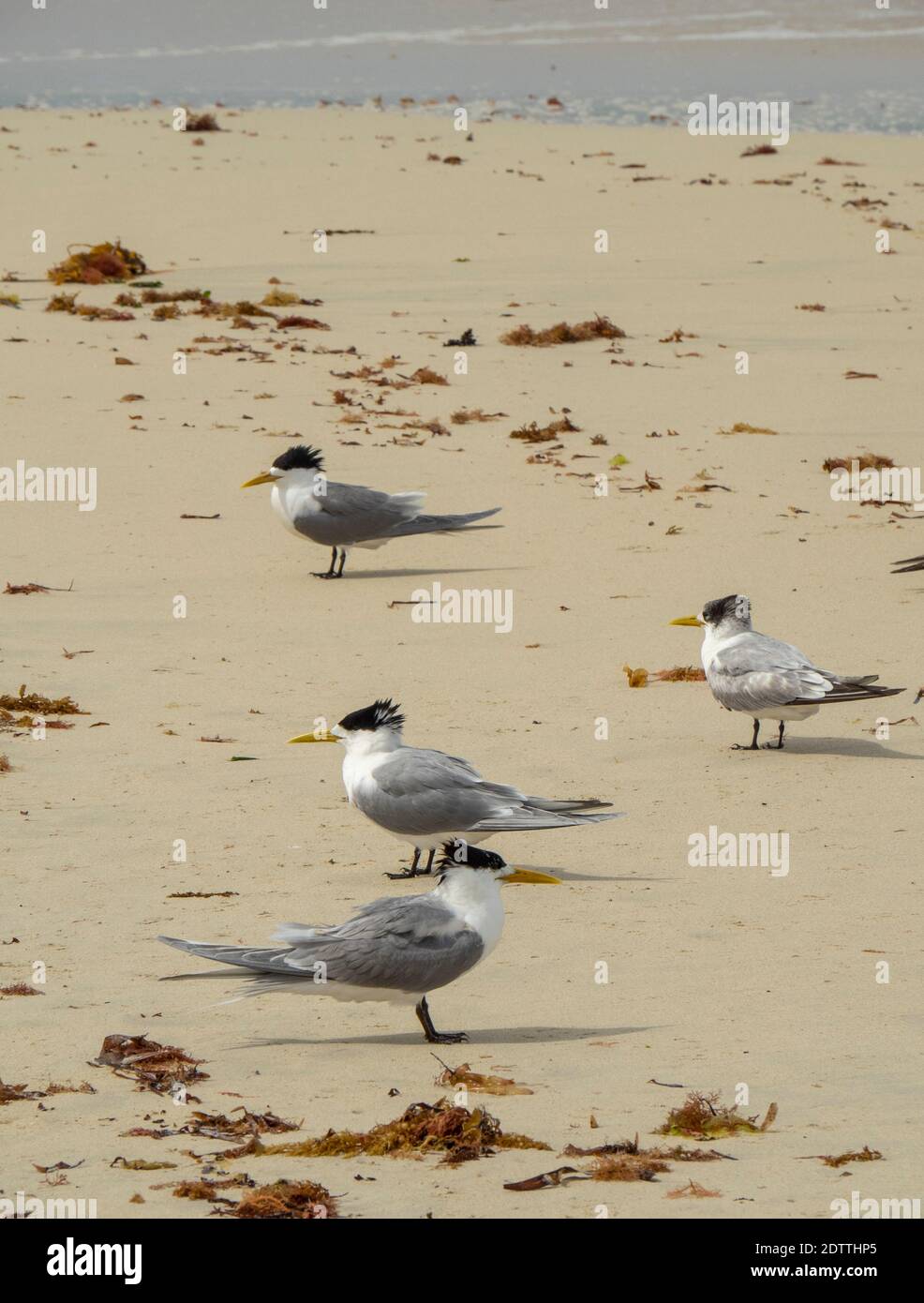 Schnelle seeschwalben -Fotos und -Bildmaterial in hoher Auflösung – Alamy