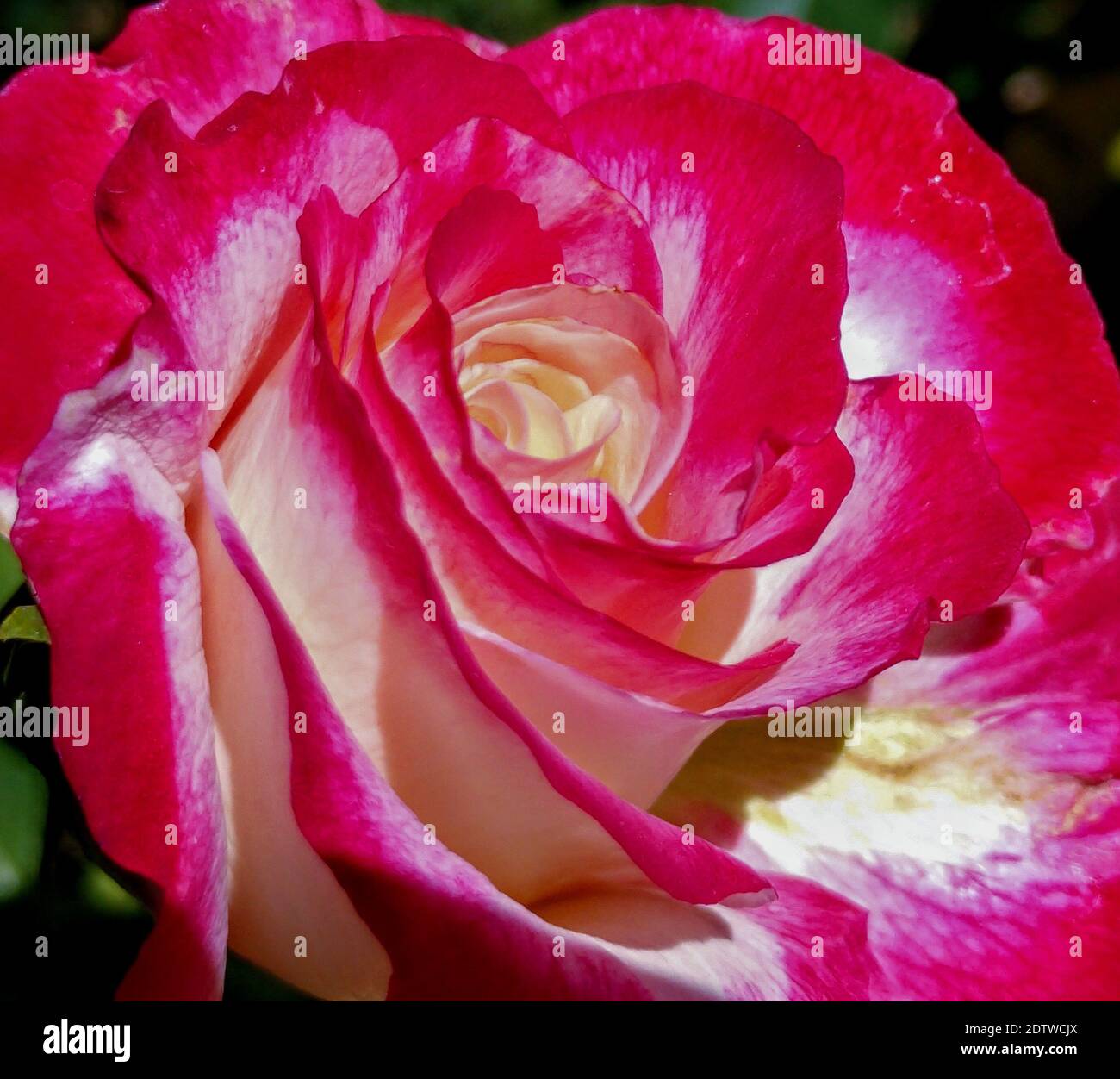 Merlin Rose Stockfotos und -bilder Kaufen - Alamy
