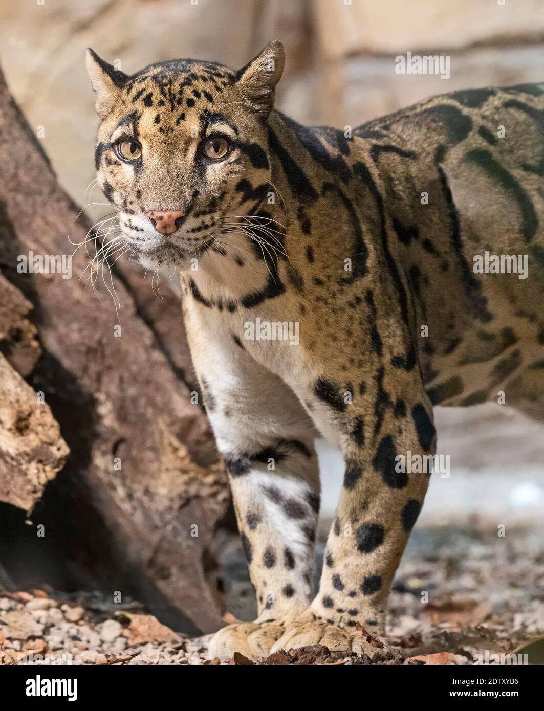 Clouded leopard neofelis nebulosa -Fotos und -Bildmaterial in hoher ...
