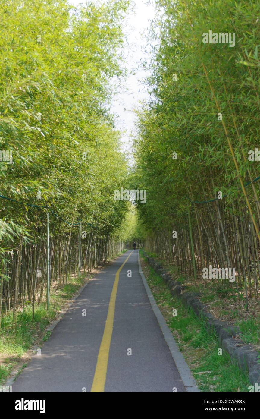 Bamboo road -Fotos und -Bildmaterial in hoher Auflösung – Alamy