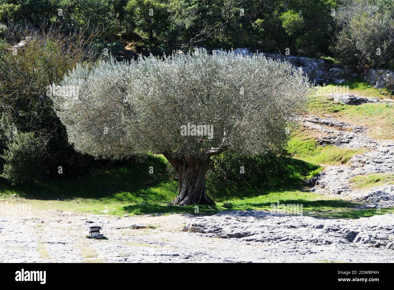 Jahrhunderte alter olivenbaum -Fotos und -Bildmaterial in hoher ...