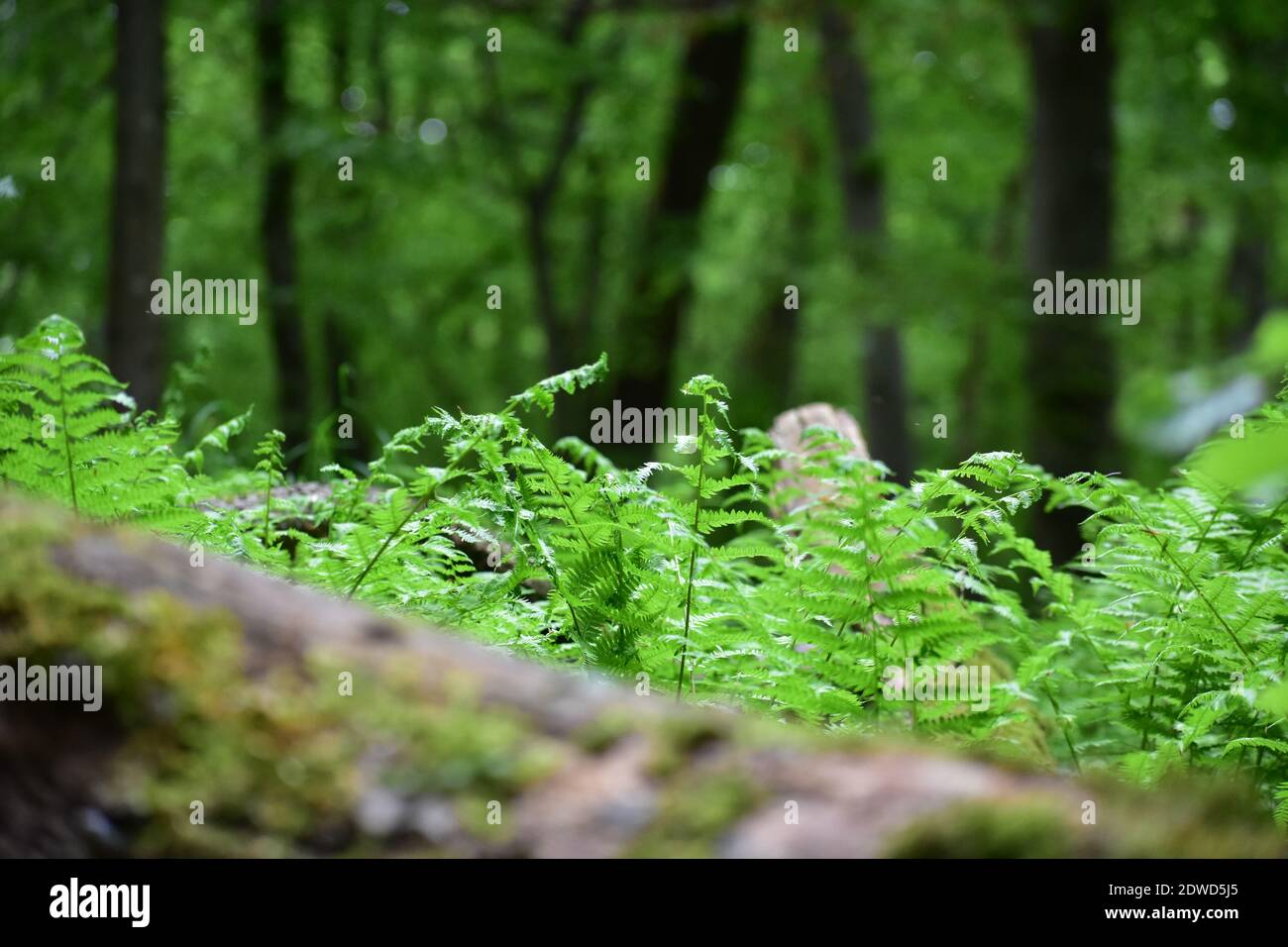 Probe von farn -Fotos und -Bildmaterial in hoher Auflösung – Alamy