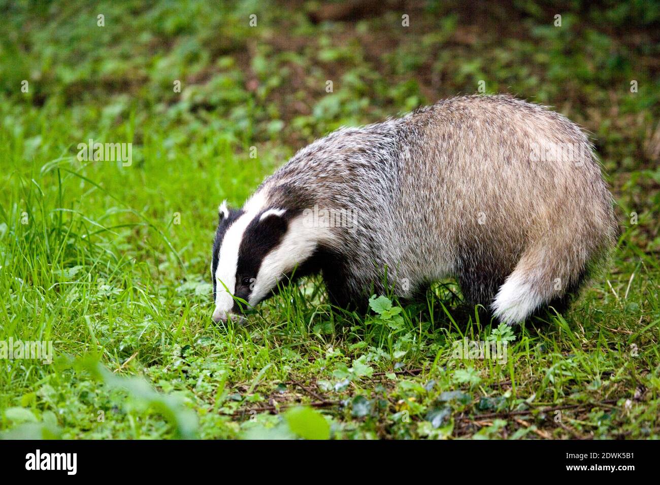 Europäischer Dachs, Meles Meles, Normandie Stockfotografie - Alamy