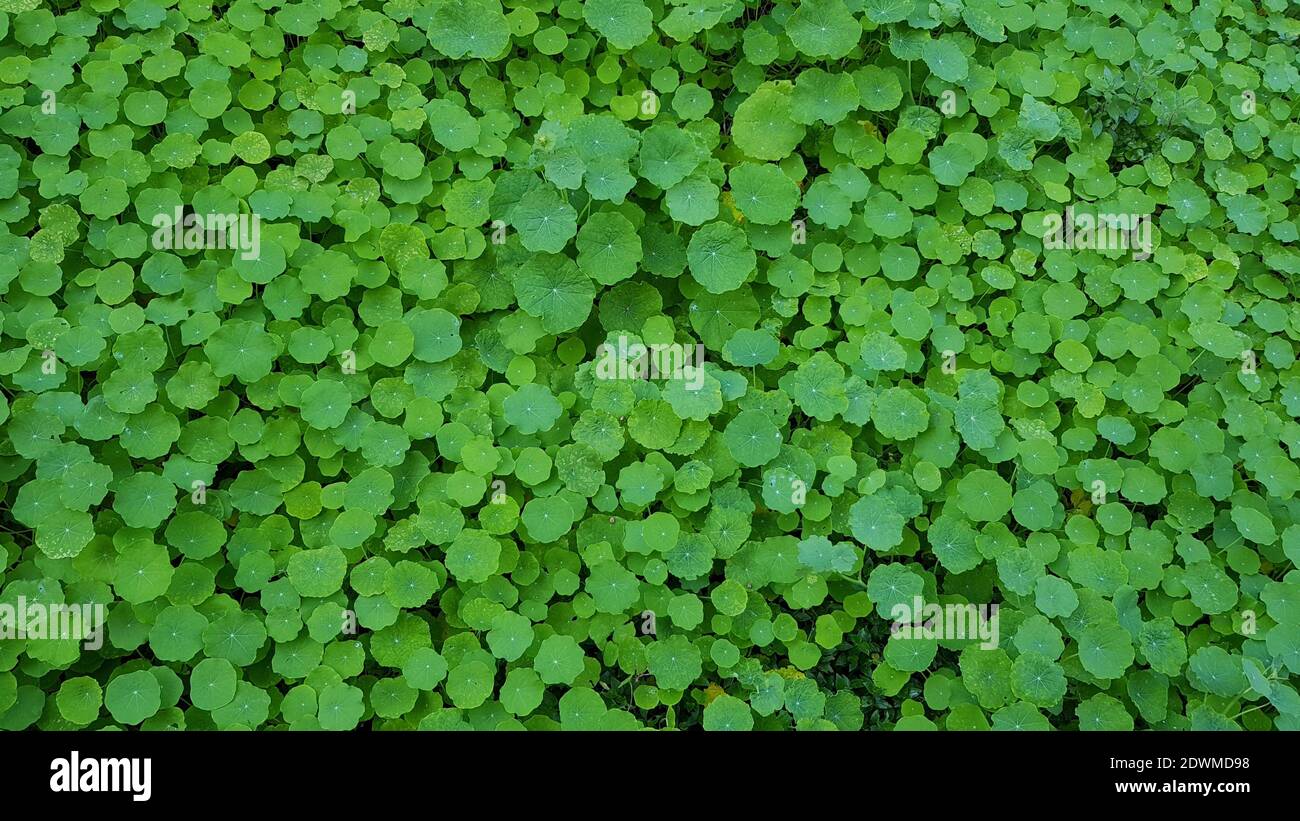 Objetos color verde -Fotos und -Bildmaterial in hoher Auflösung – Alamy