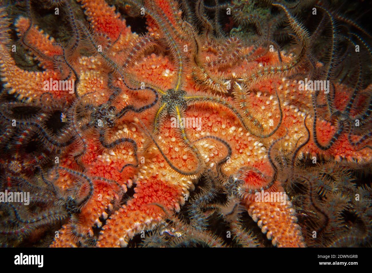 Gemeiner sonnenstern crossaster papposus -Fotos und -Bildmaterial in ...