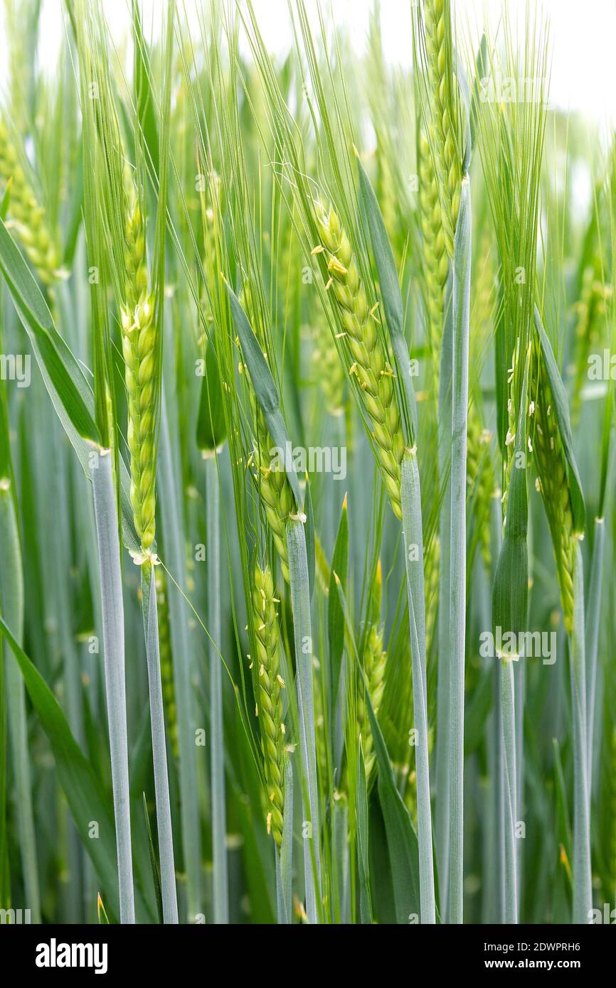 Unifife gerste -Fotos und -Bildmaterial in hoher Auflösung – Alamy