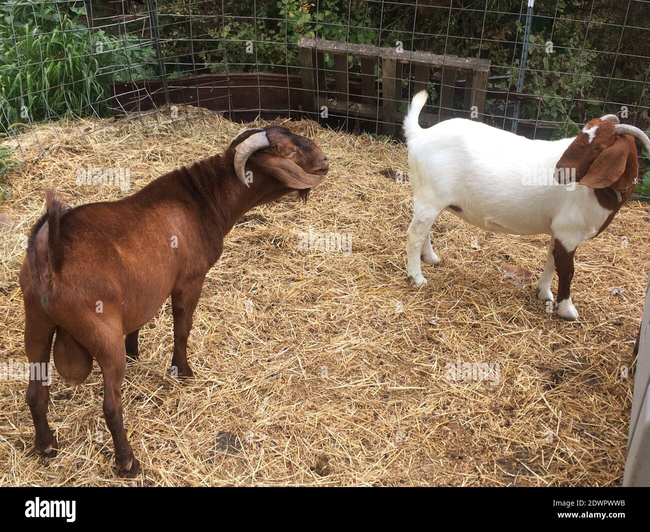 Boy meets girl -Fotos und -Bildmaterial in hoher Auflösung – Alamy