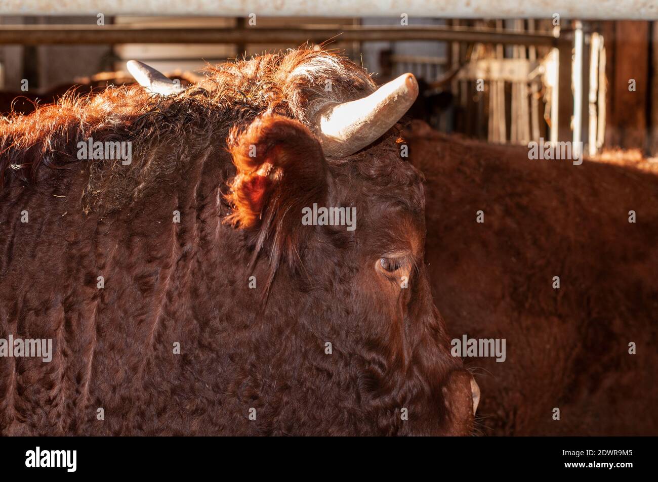 Lange wimpern der kuh -Fotos und -Bildmaterial in hoher Auflösung – Alamy