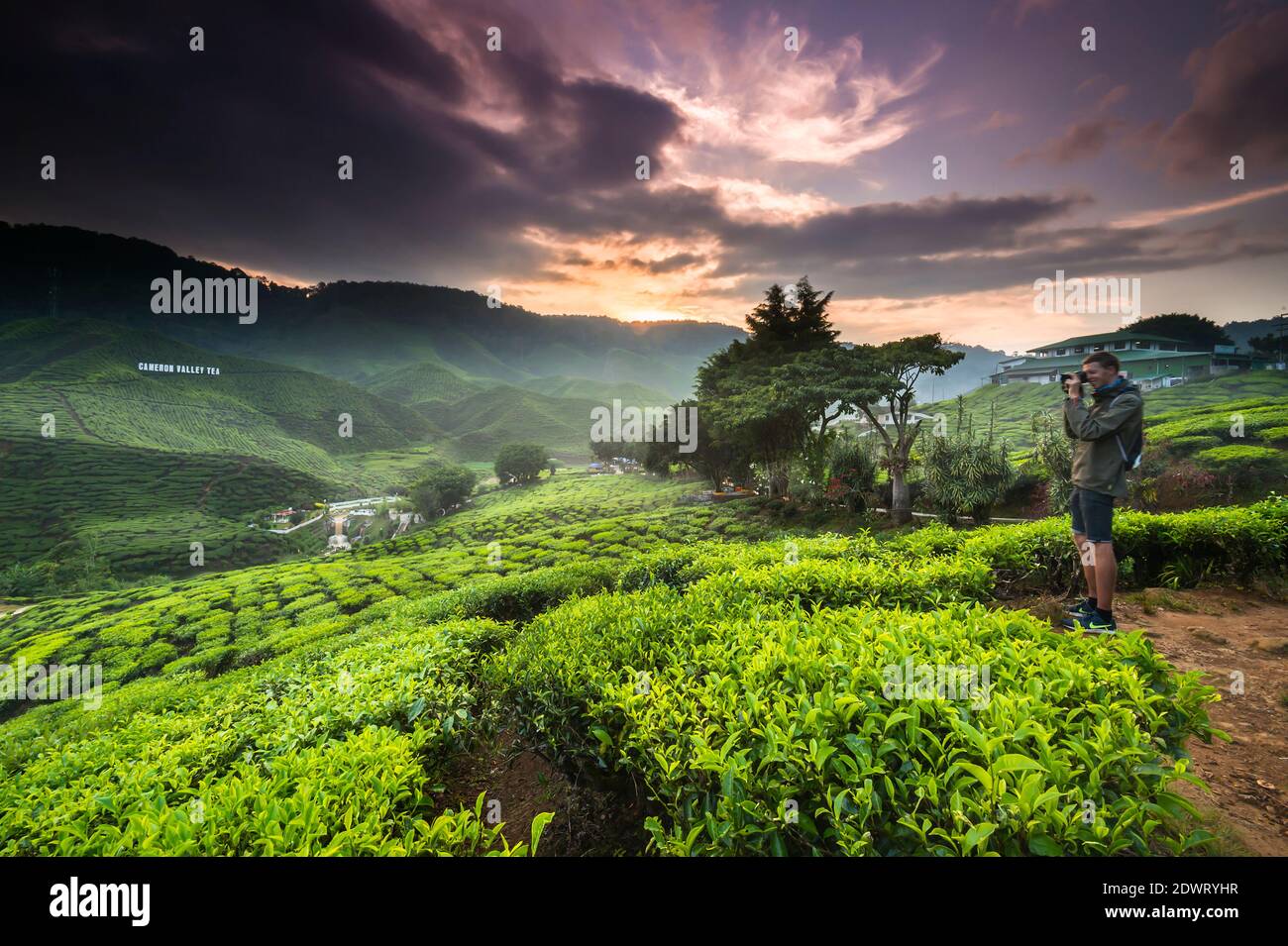 Cameron highlands tea -Fotos und -Bildmaterial in hoher Auflösung – Alamy