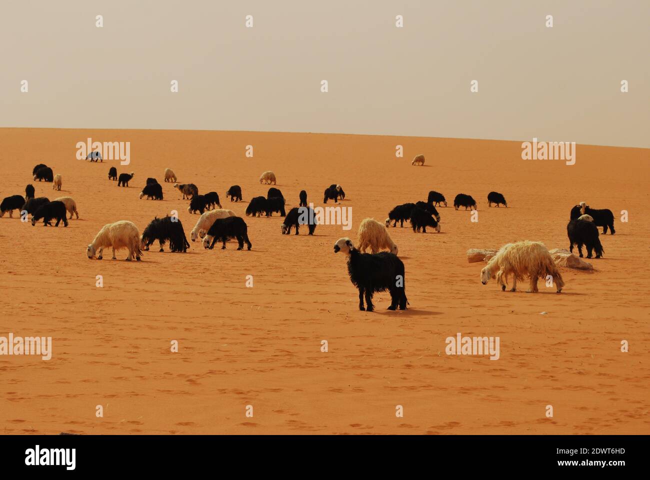 About the arabian sheep -Fotos und -Bildmaterial in hoher Auflösung – Alamy