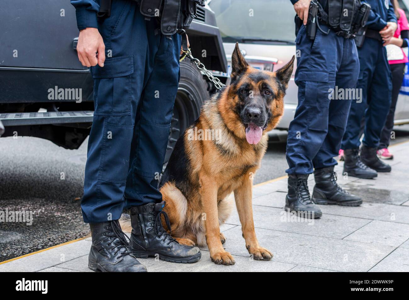 Polizeihund deutschland -Fotos und -Bildmaterial in hoher Auflösung – Alamy