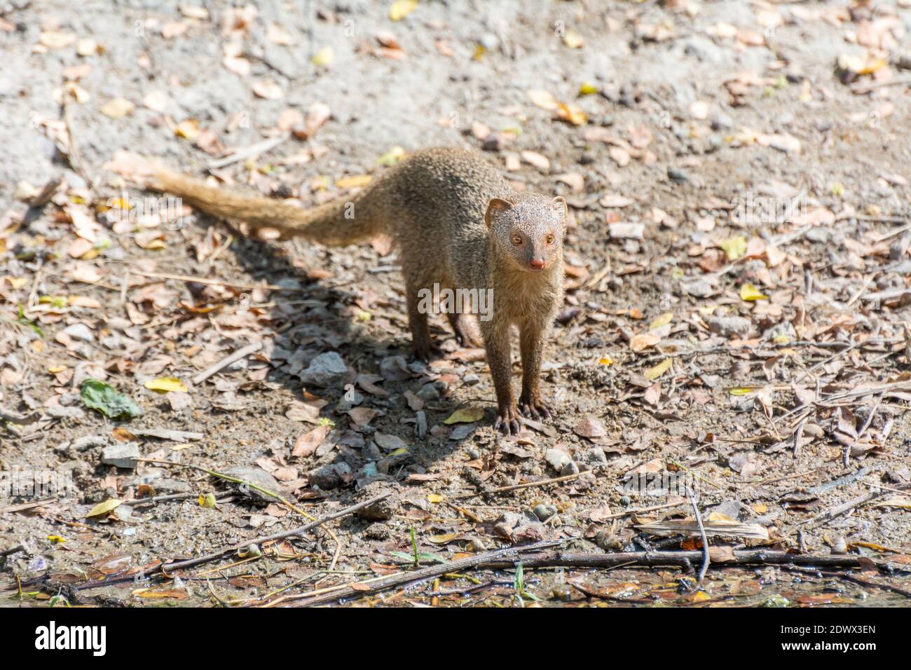 Marsh mongoose -Fotos und -Bildmaterial in hoher Auflösung – Alamy