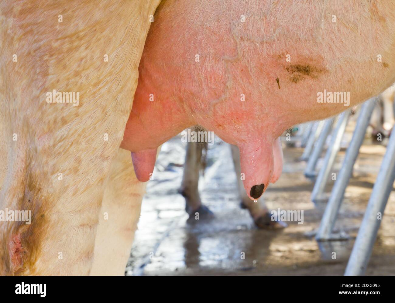 Ein pferd melken -Fotos und -Bildmaterial in hoher Auflösung – Alamy