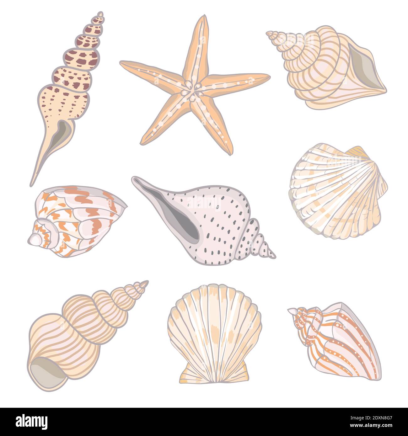 Illustrationen shell -Fotos und -Bildmaterial in hoher Auflösung – Alamy