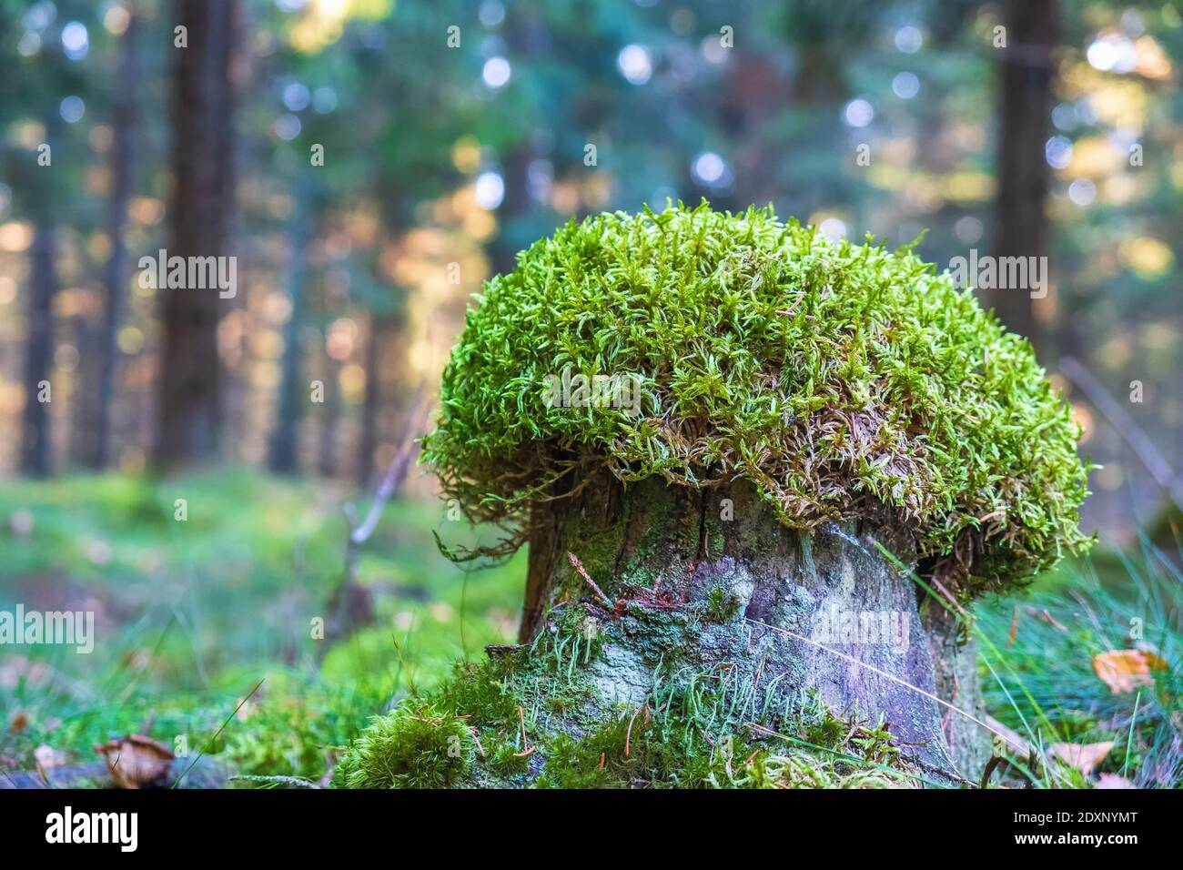 Baumstumpf im mit moos bewachsenen wald -Fotos und -Bildmaterial in ...