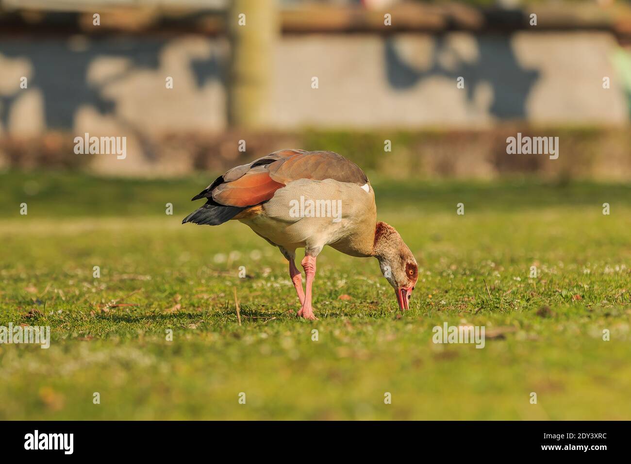 Die nilgans -Fotos und -Bildmaterial in hoher Auflösung – Alamy