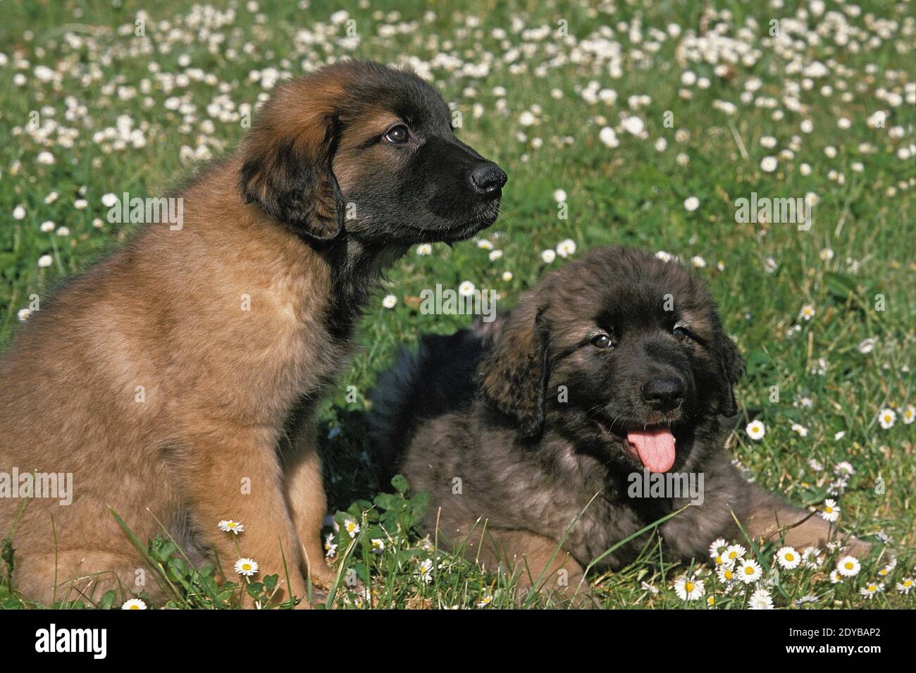 Leonberger baby Stockfotos und -bilder Kaufen - Alamy