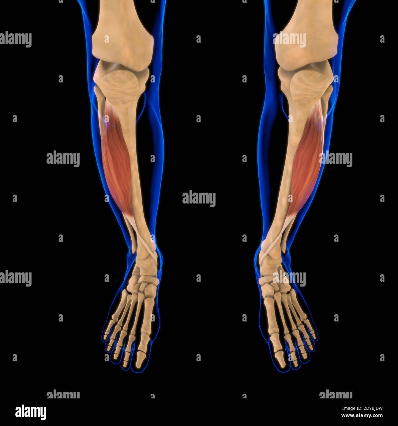 Extensor hallucis longus muscle -Fotos und -Bildmaterial in hoher ...