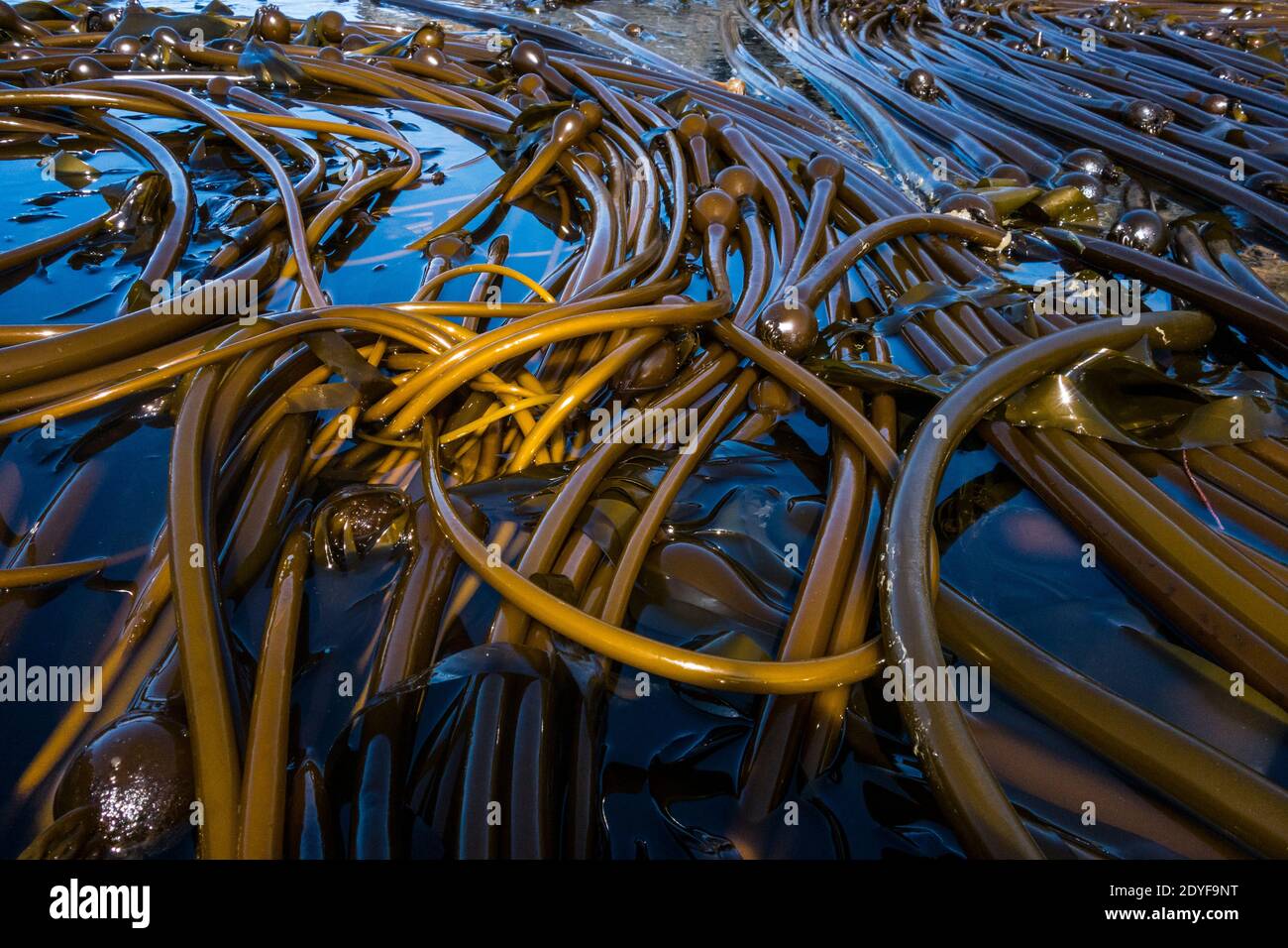 Bull Kelp Bed, Deception Pass State Park, Washington, USA ...