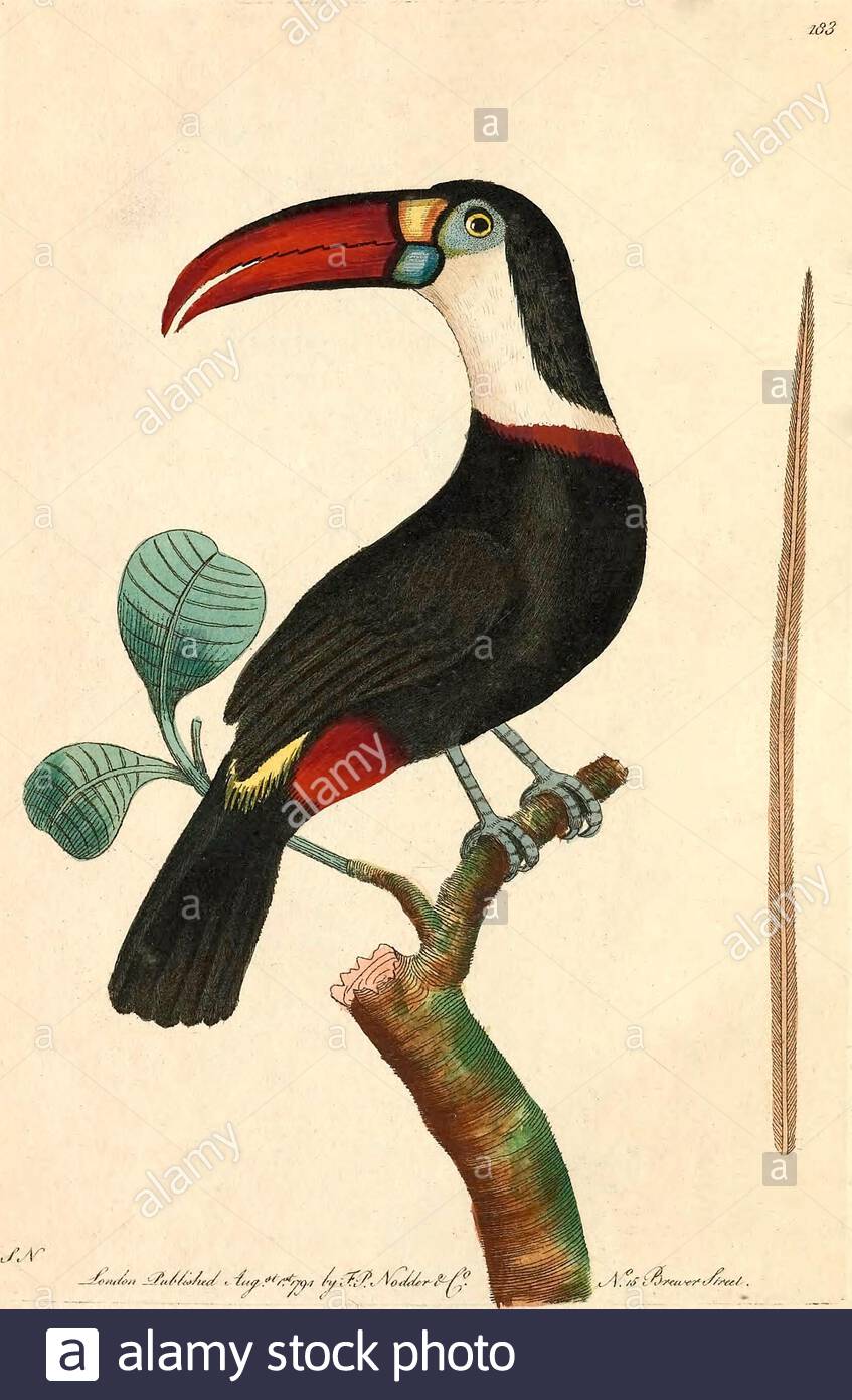 Bilder tukane -Fotos und -Bildmaterial in hoher Auflösung – Alamy