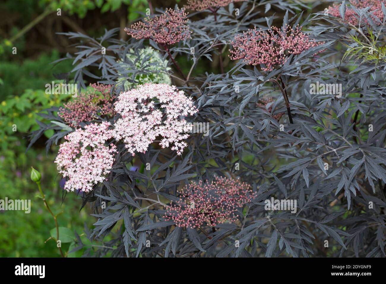 Nigra sambucus -Fotos und -Bildmaterial in hoher Auflösung – Alamy