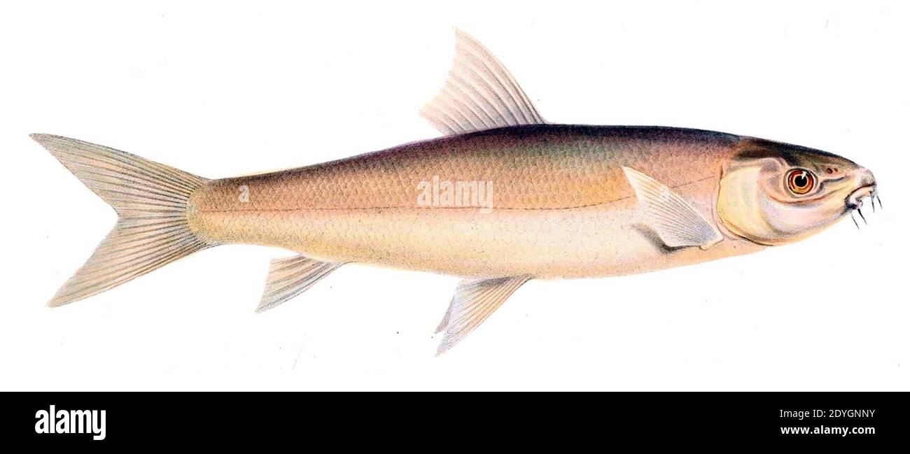 Labeo capensis -Fotos und -Bildmaterial in hoher Auflösung – Alamy