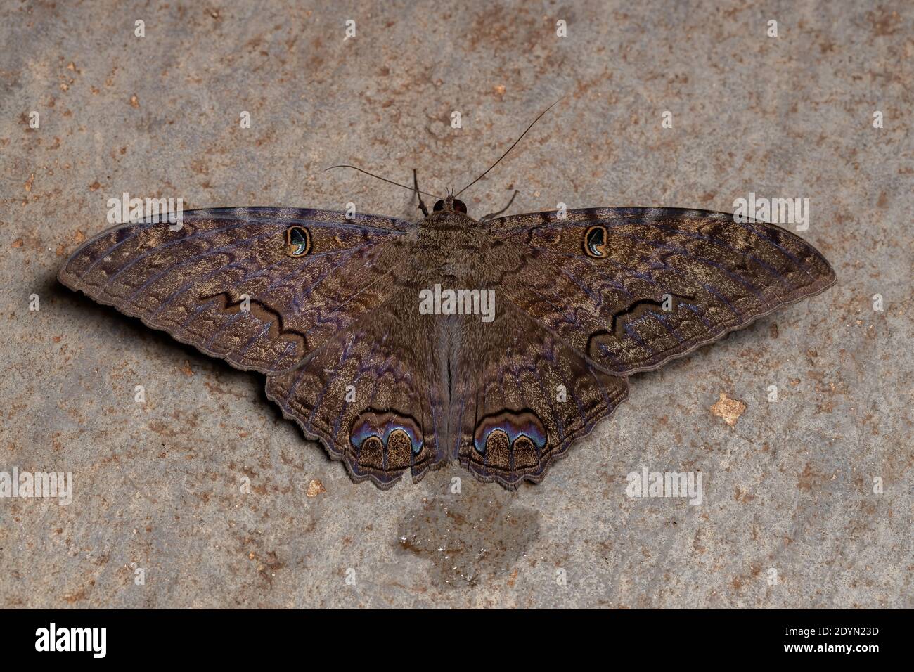 Schwarze hexenmotte ascalapha odorata -Fotos und -Bildmaterial in hoher ...